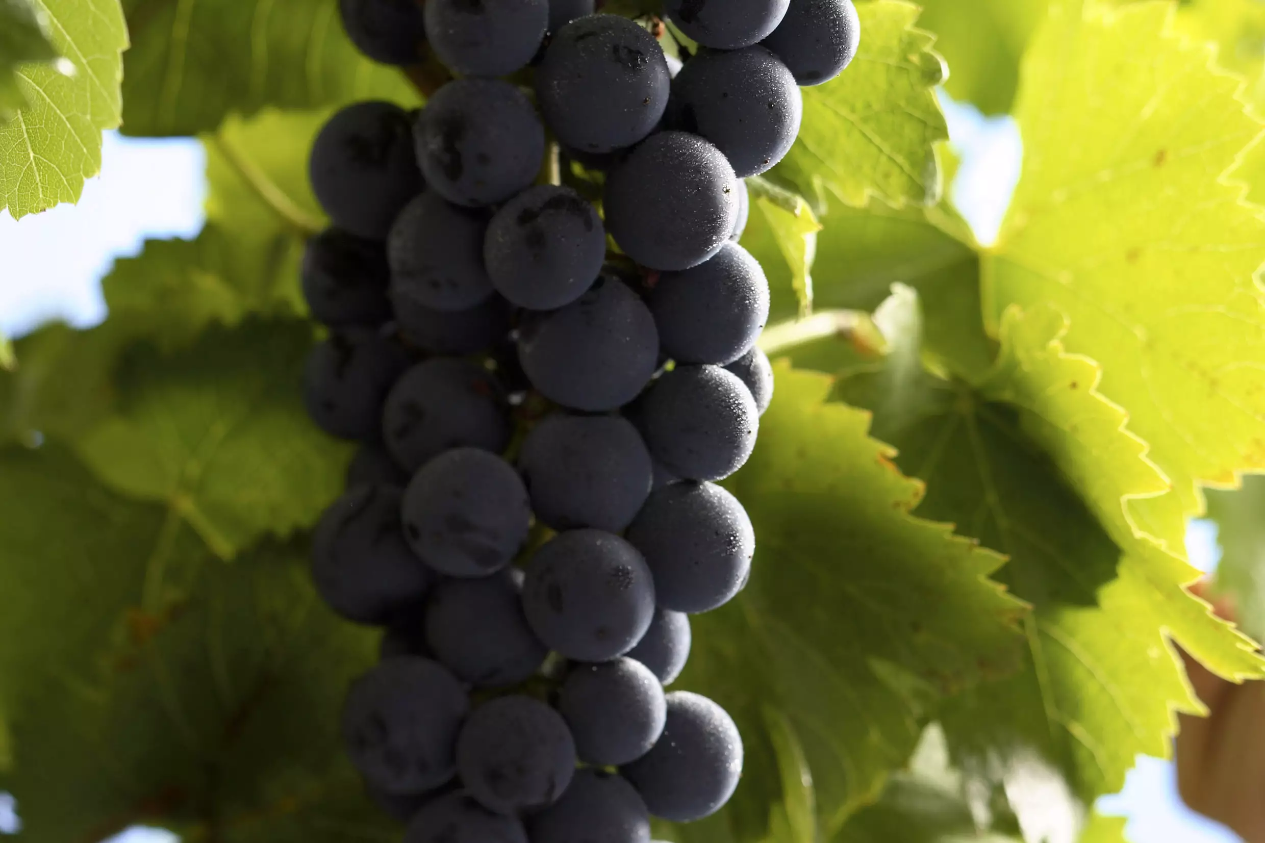 Deutsches Weininstitut: Deutsche Rebsorten