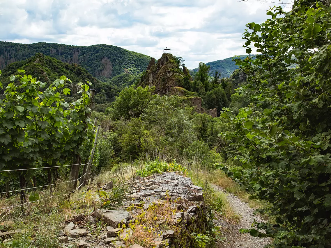 Deutsches Weininstitut: where are German wines grown