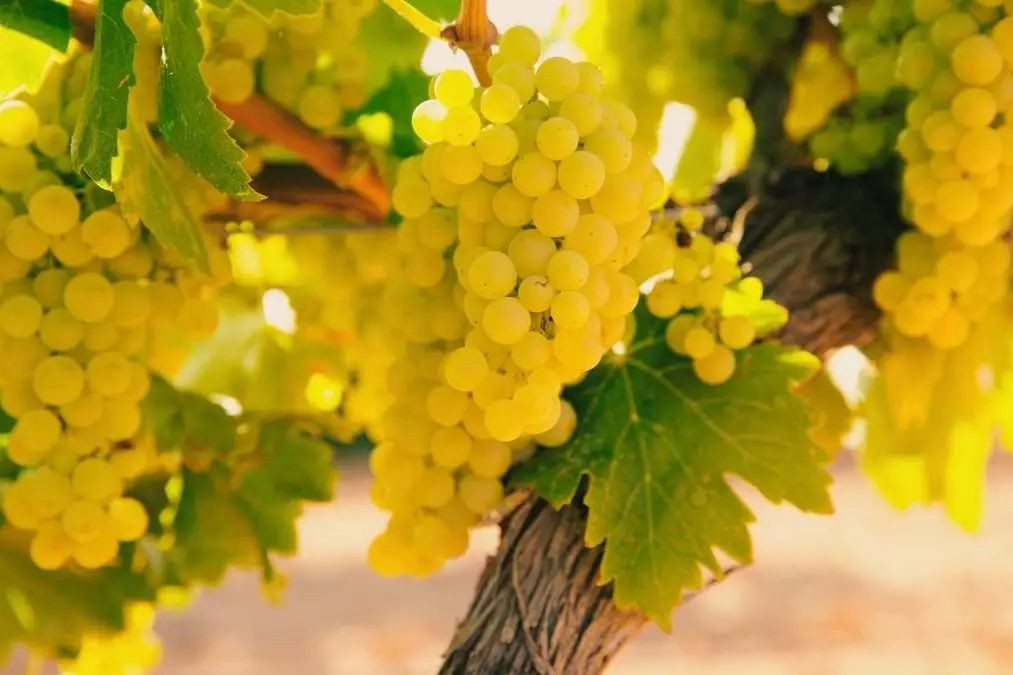 Deutsches Weininstitut: Types of grape varieties grown in Germany