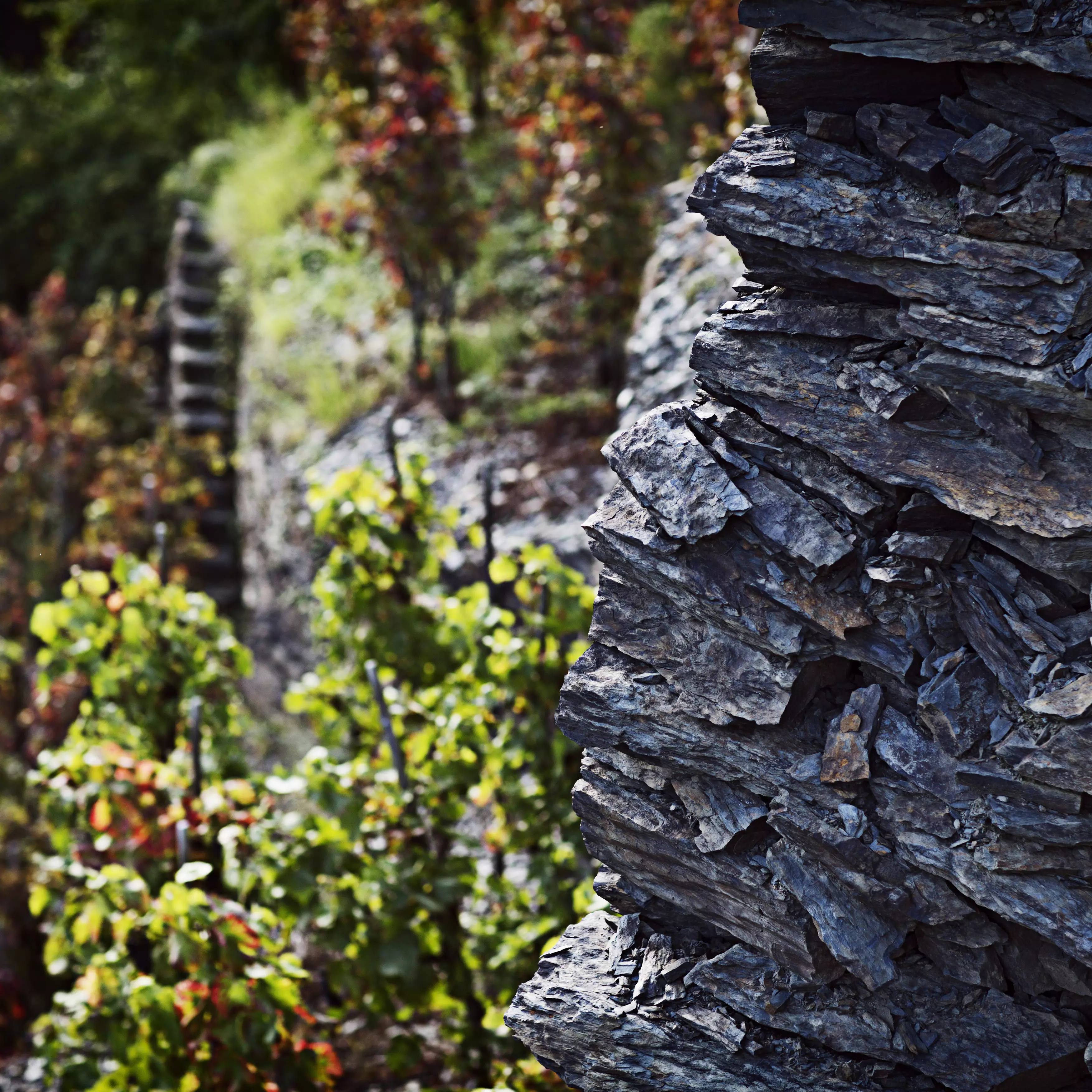 Deutsches Weininstitut: Boden, Lage, Terroir