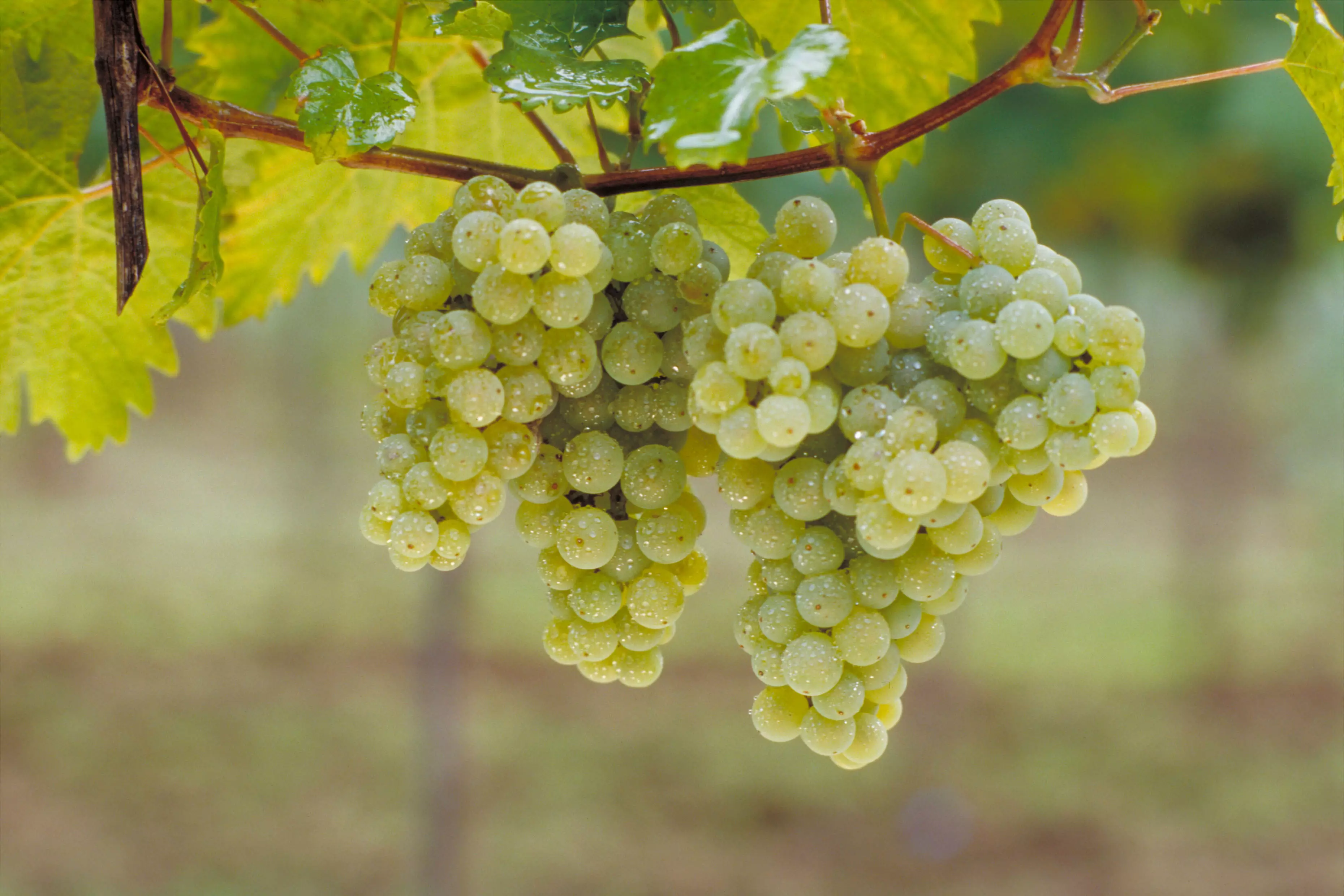 Deutsches Weininstitut: Types of grape varieties grown in Germany