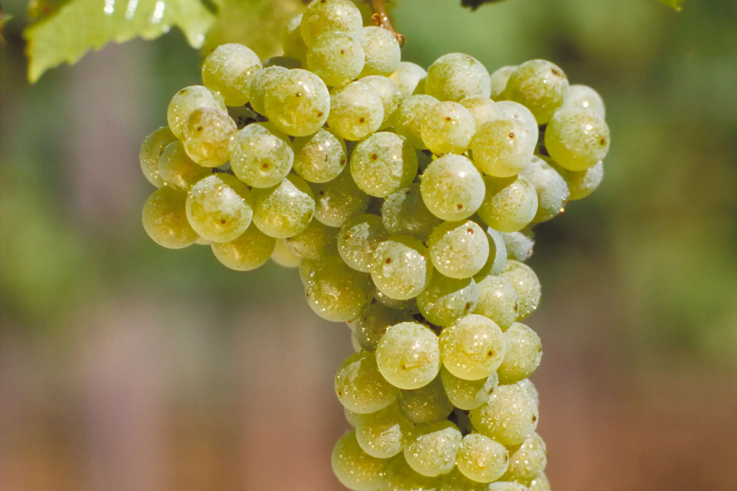 Deutsches Weininstitut: Types of grape varieties grown in Germany