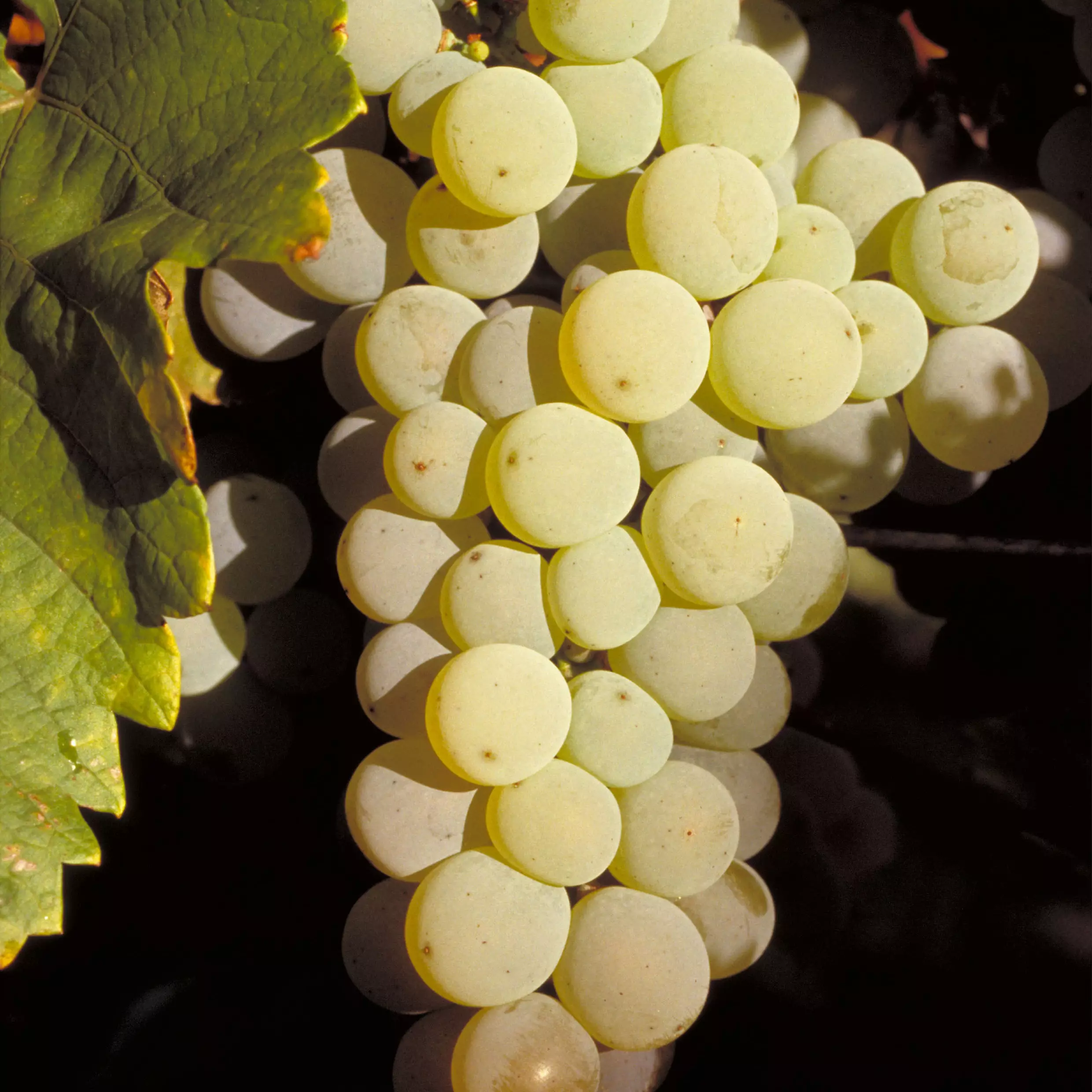 Deutsches Weininstitut: Elbling