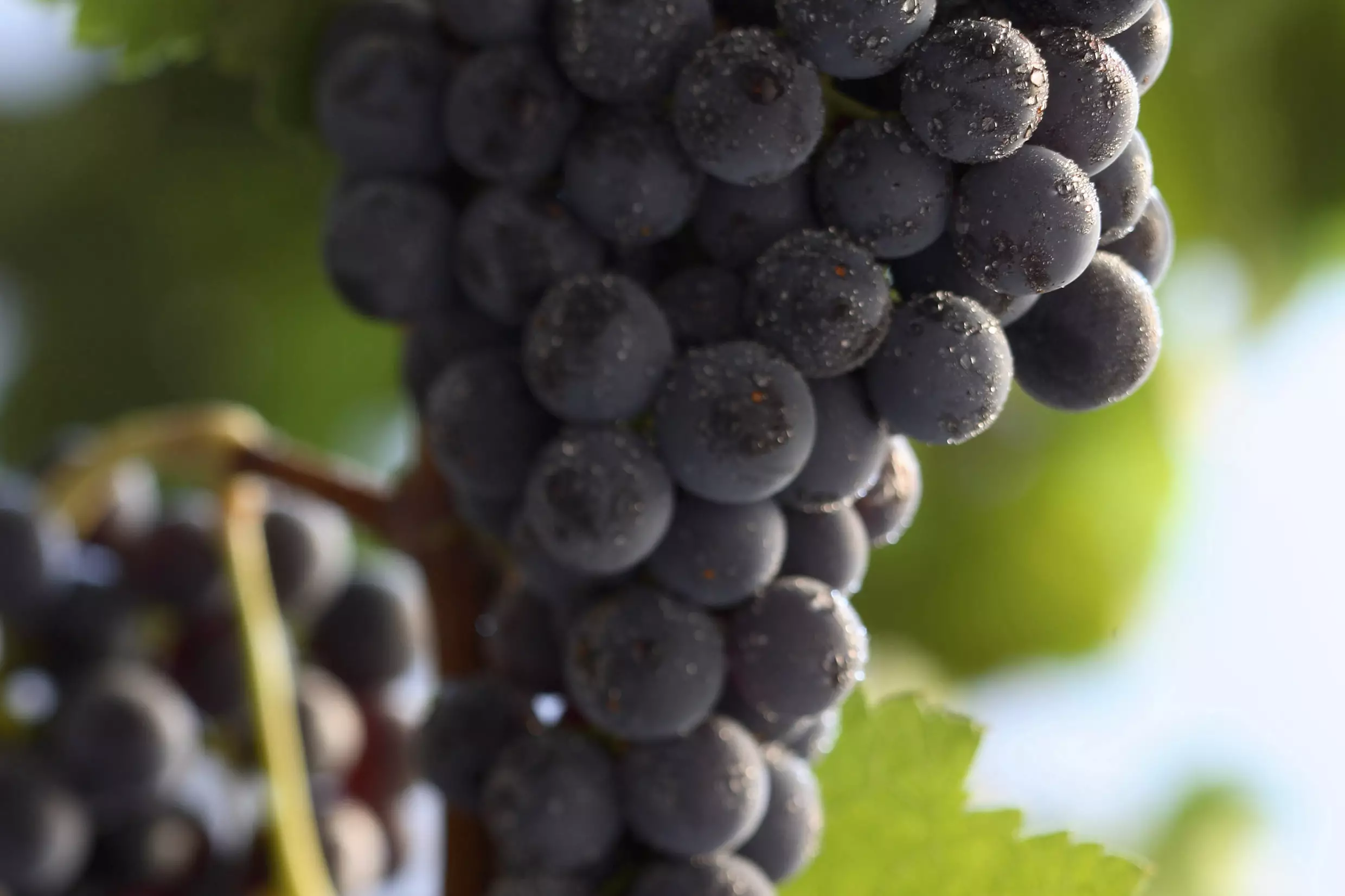 Deutsches Weininstitut: Types of grape varieties grown in Germany