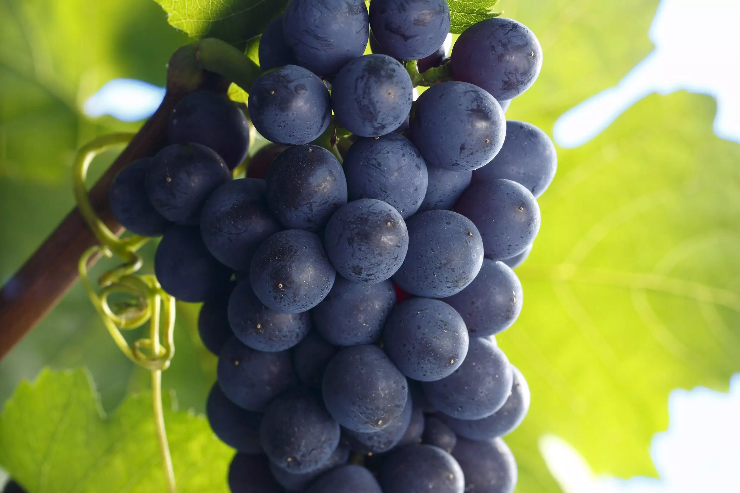 Deutsches Weininstitut: Types of grape varieties grown in Germany