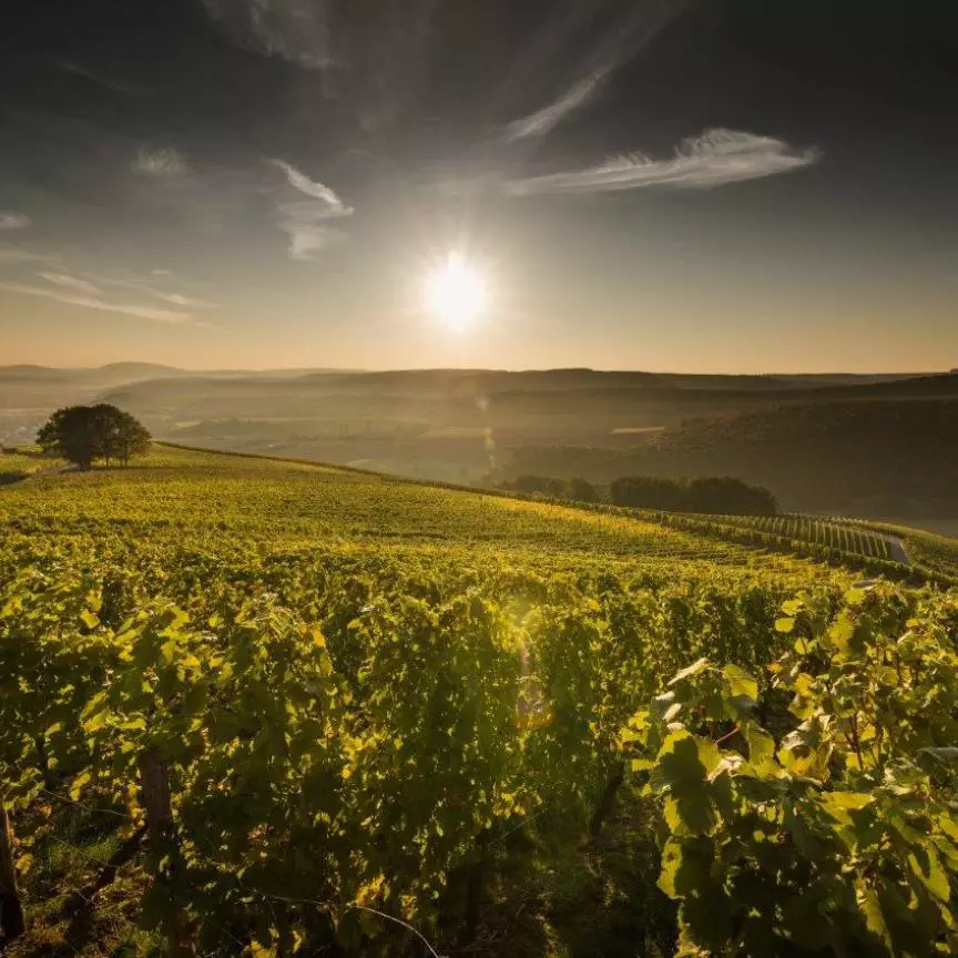 Deutsches Weininstitut: Wine tourism sightseeing spots