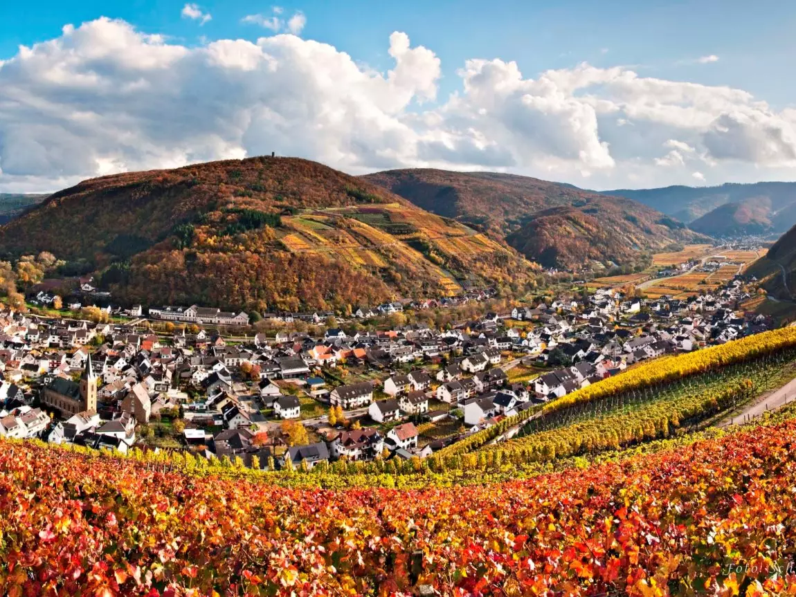 Deutsches Weininstitut: where are German wines grown