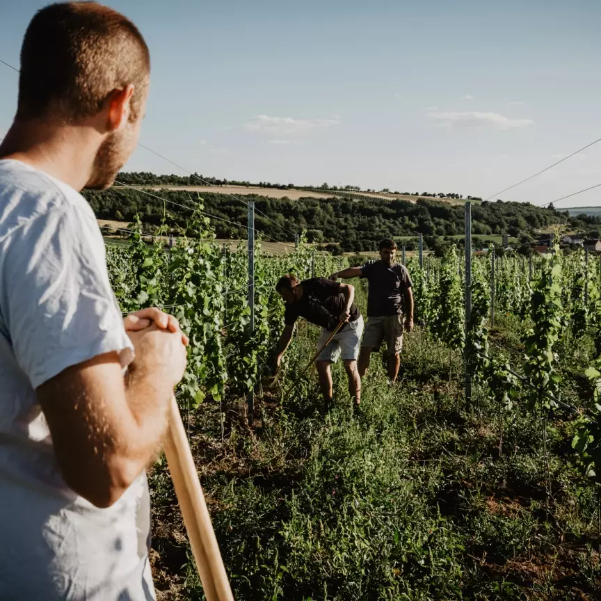 Deutsches Weininstitut: The history of German wines and history of wine ...