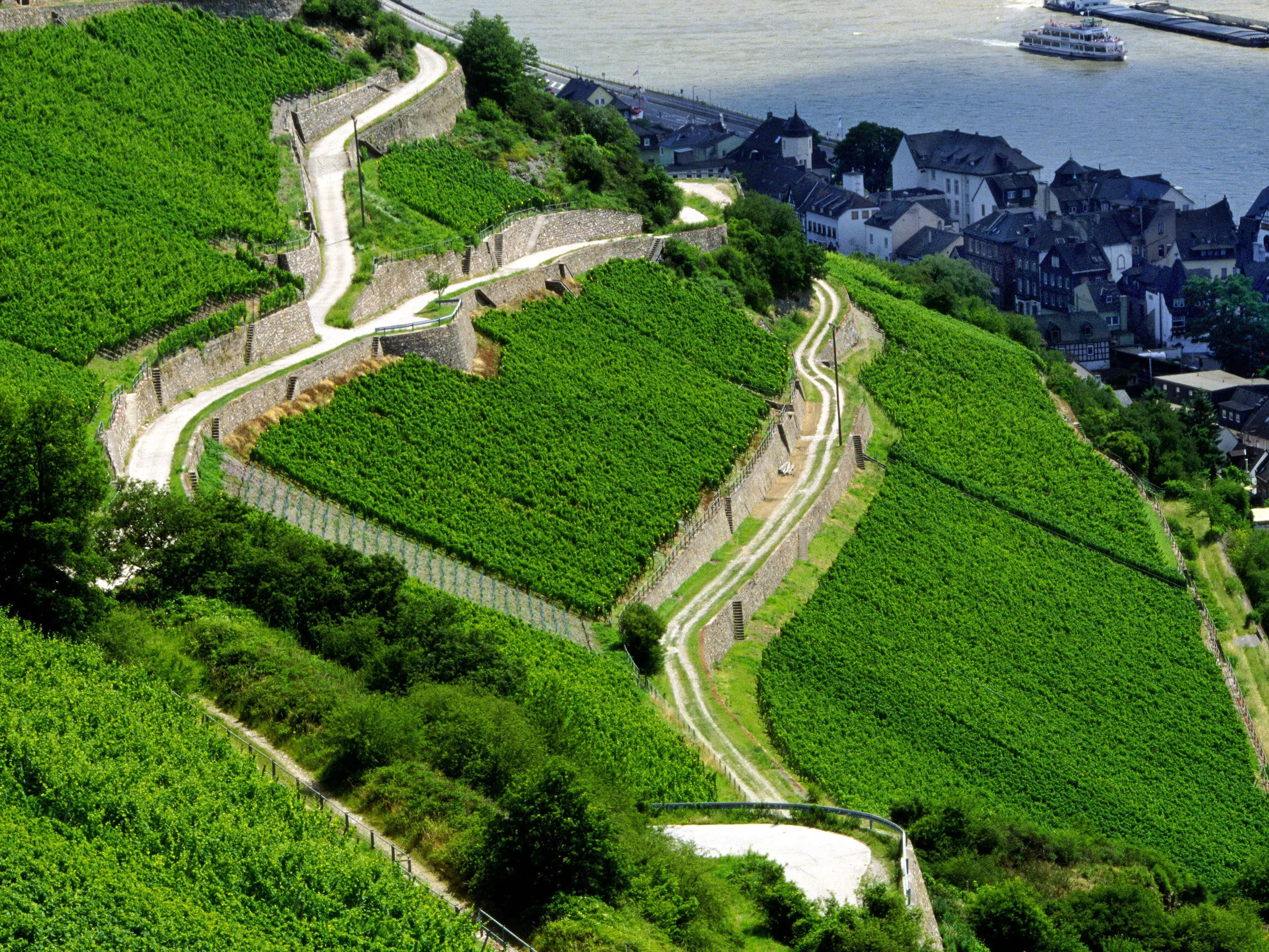 Deutsches Weininstitut: where are German wines grown