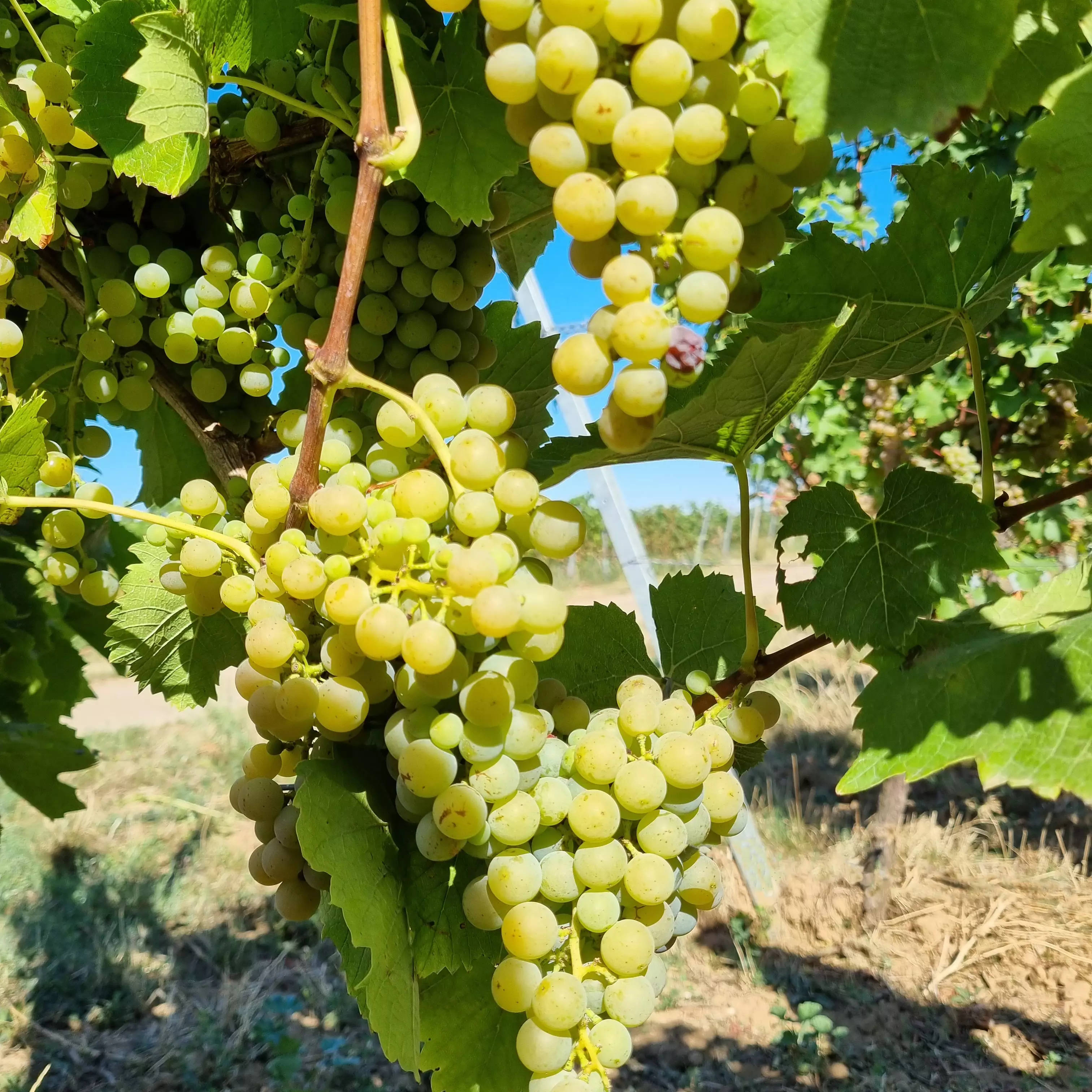 Deutsches Weininstitut: PIWI - Pilzresistente Rebsorten
