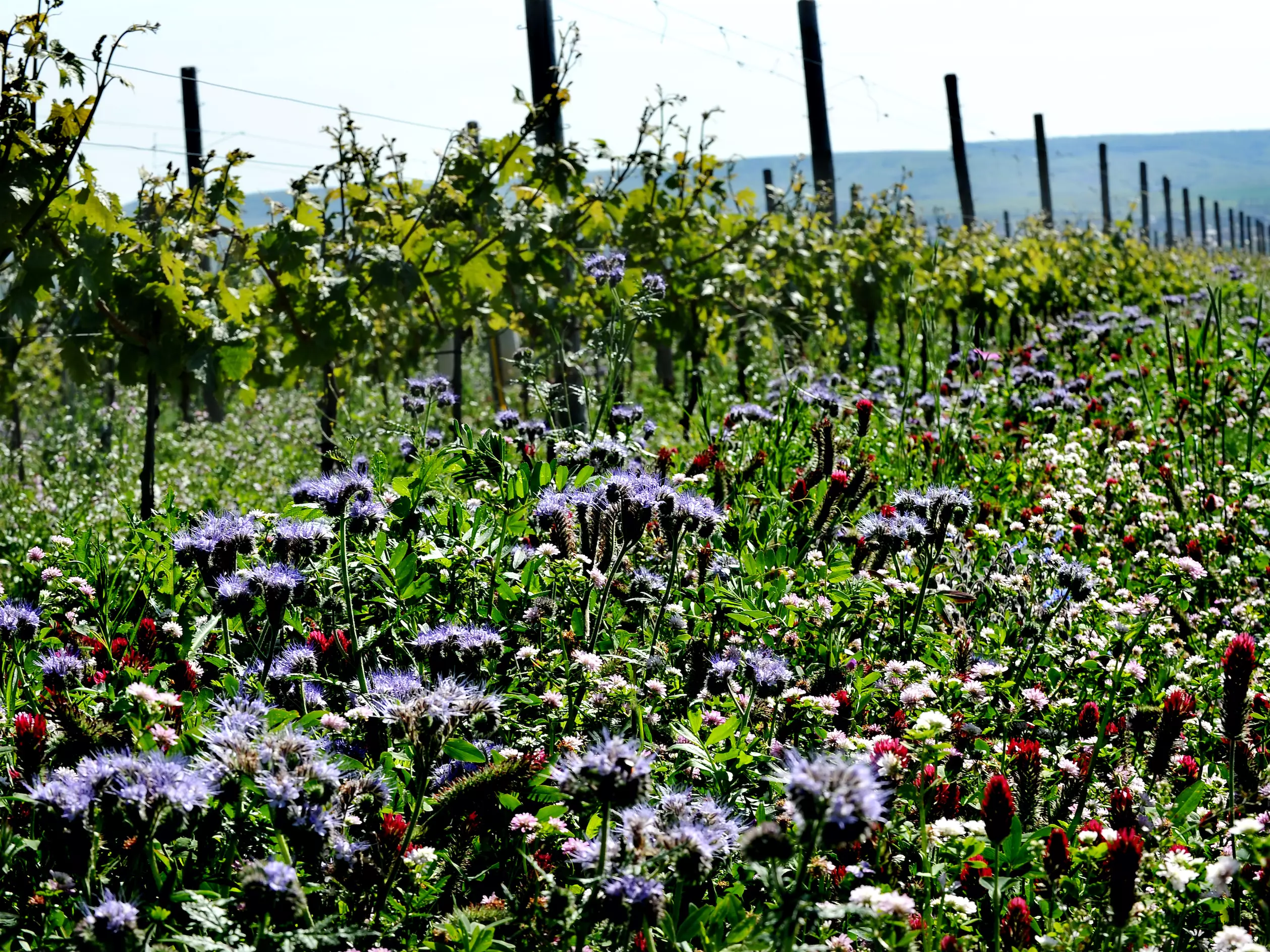 Deutsches Weininstitut: PIWI - Pilzresistente Rebsorten