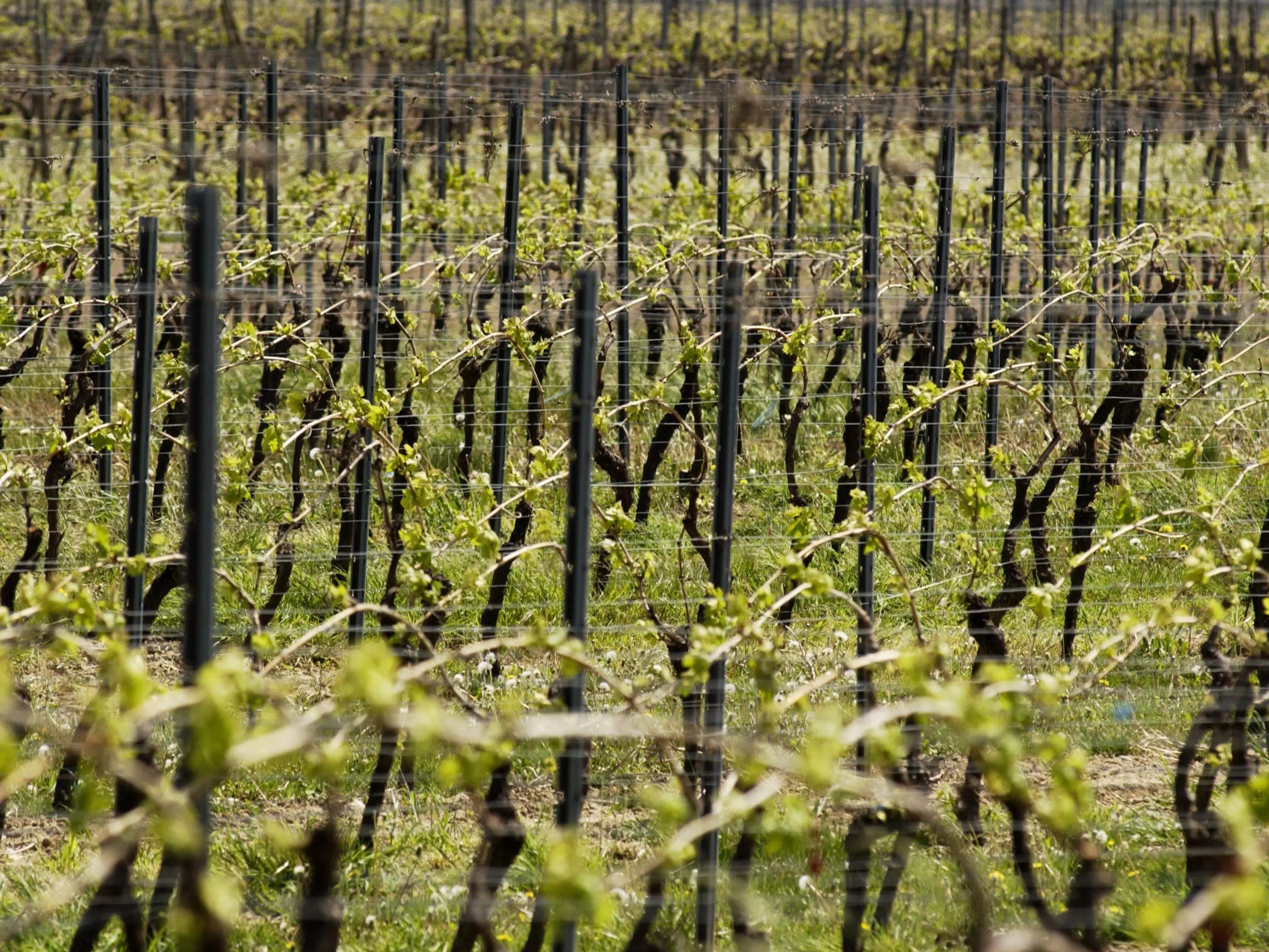 Deutsches Weininstitut: Informationen über deutschen Wein: Alle ...